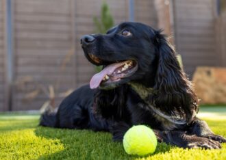 Pet-Friendly Artificial Turf - Waterloo Turf San Antonio